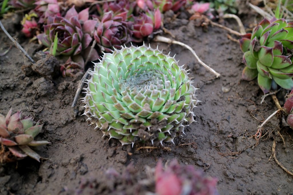 Mediterranes Trockenbeet - Hortus Delirantium