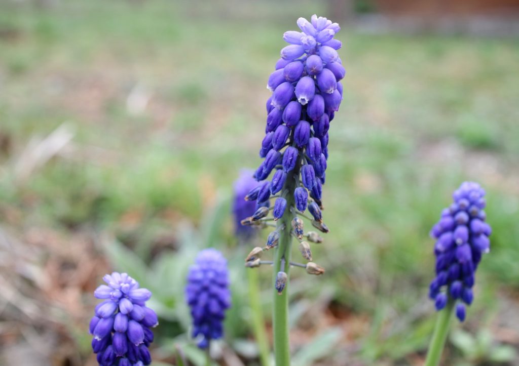 Kleine Traubenhyazinthe (Muscari botryoides) - Hortus Delirantium