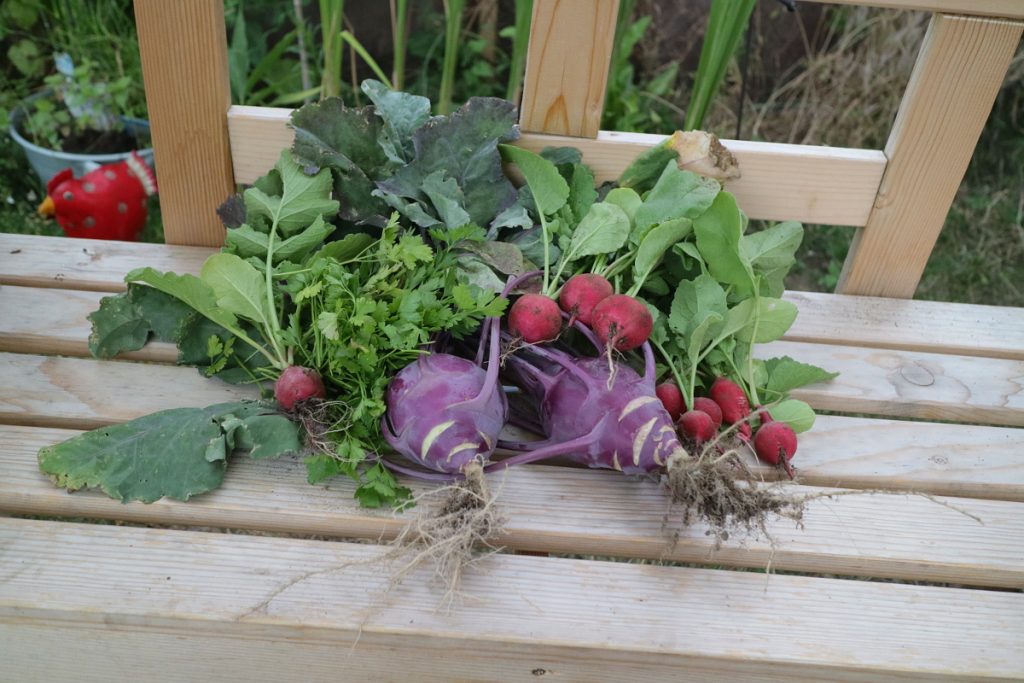 Ernte 2019 (Juli - September) - Hortus Delirantium