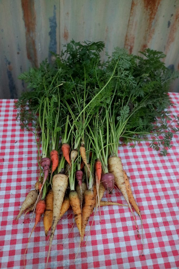 Ernte 2019 (Juli - September) - Hortus Delirantium